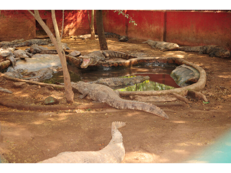 Chennai Snake Park