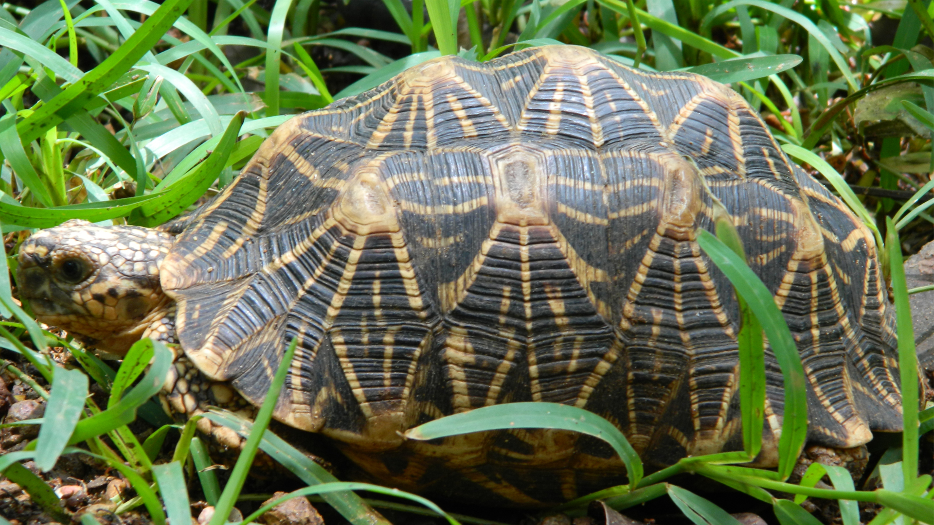 research – Chennai Snake Park
